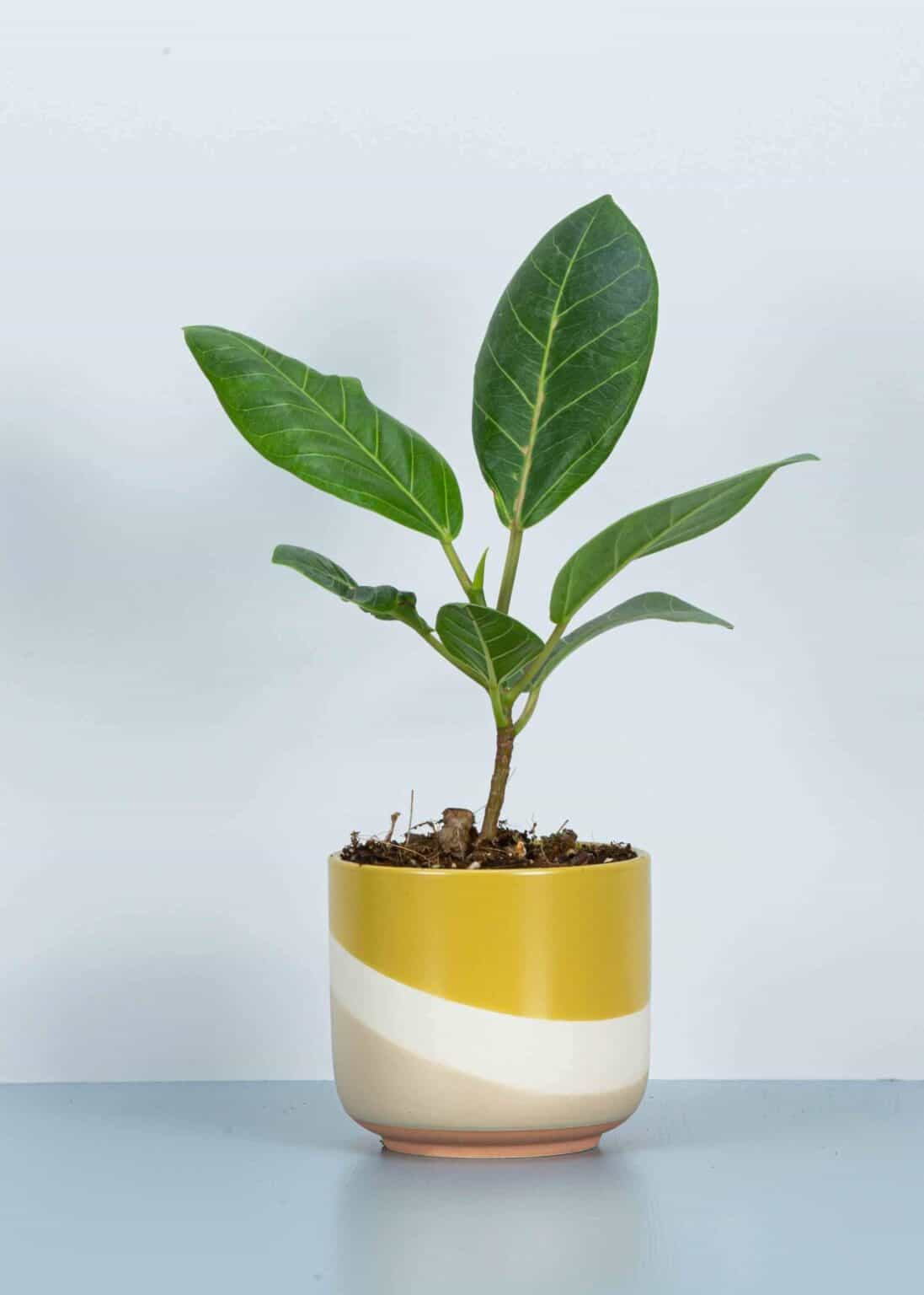 How Adding Plants In Your Home Makes You Happier | Biophilic Design ...