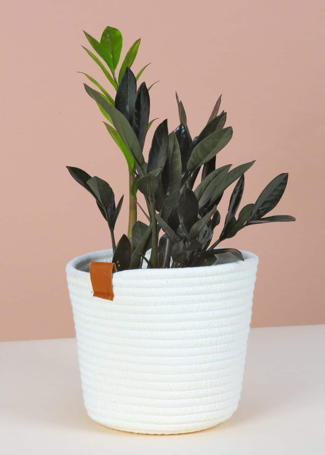 How Adding Plants In Your Home Makes You Happier | Biophilic Design ...